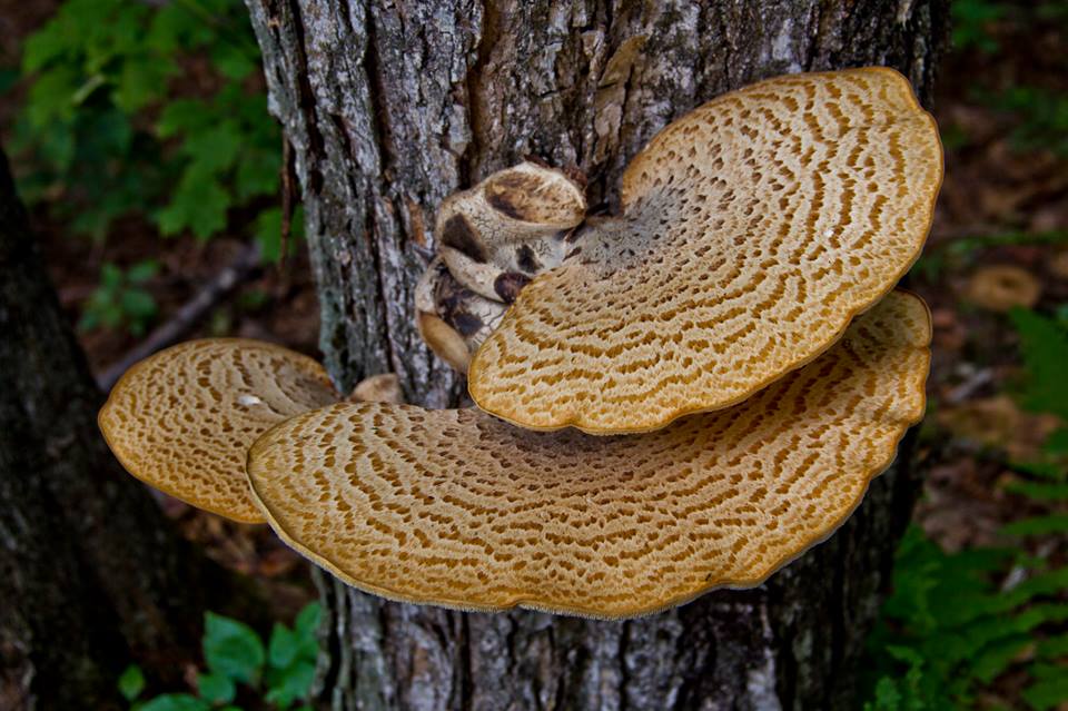 Pheasant Back (Dryad's Saddle) - Stowe Forager
