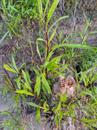 Stowe Forager Has Garnered it's First Guest Appearance! Read on to ...